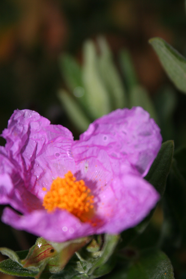 De la A a la Z, con la J de Jara - Aurea Mazo